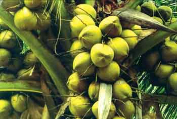 පොල් හිඟයට හේතුව හෙළි වෙයි