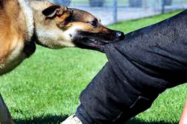 බල්ලෙක් සපා කෑ වරදට පුද්ගලයෙකු අත්අඩංගුවට-දඬුවම ගැන තුවාලකරු කනස්සල්ලෙන්