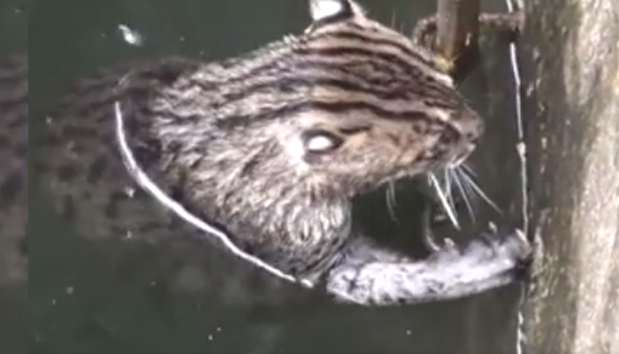 හදුන් දිවියෙකුගේ ජීවිතයක් බේරූ හැටි - Web Gossip