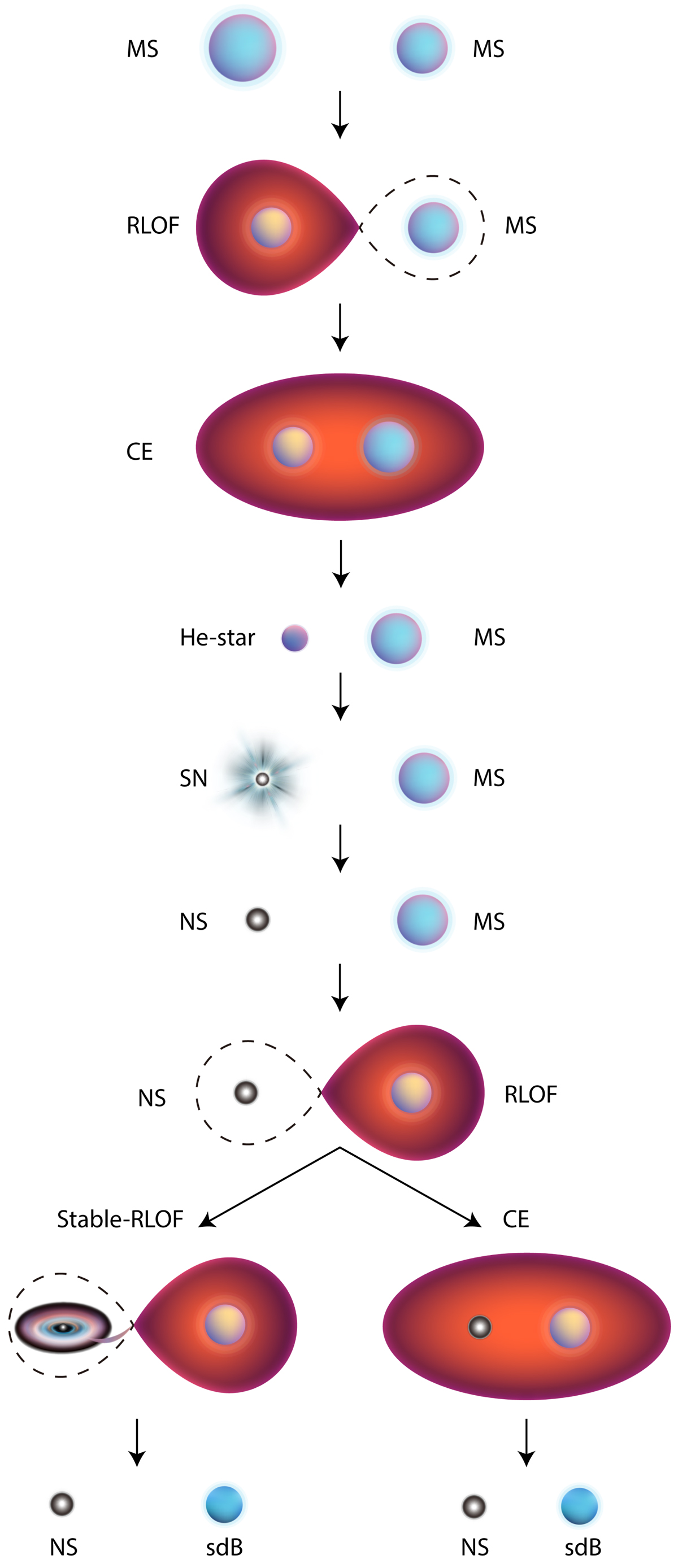 Hot subdwarf B stars with neutron star components. II. Binary ...