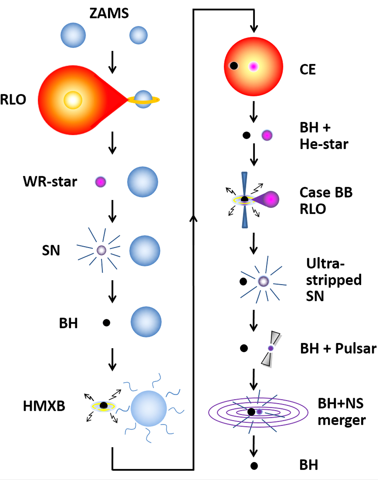 Progenitors of gravitational wave mergers: binary evolution with the ...