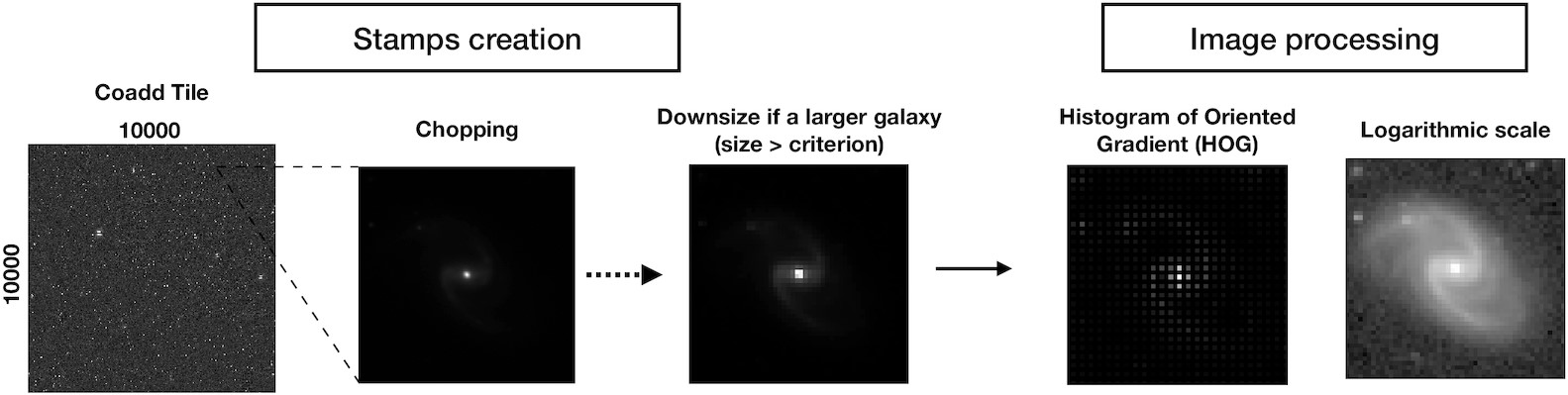 Galaxy morphological classification catalogue of the Dark Energy Survey ...