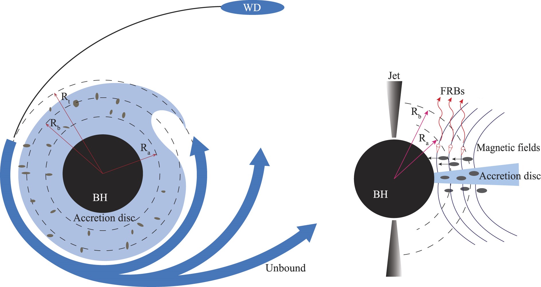 Short-lived repeating fast radio bursts from tidal disruption of white ...