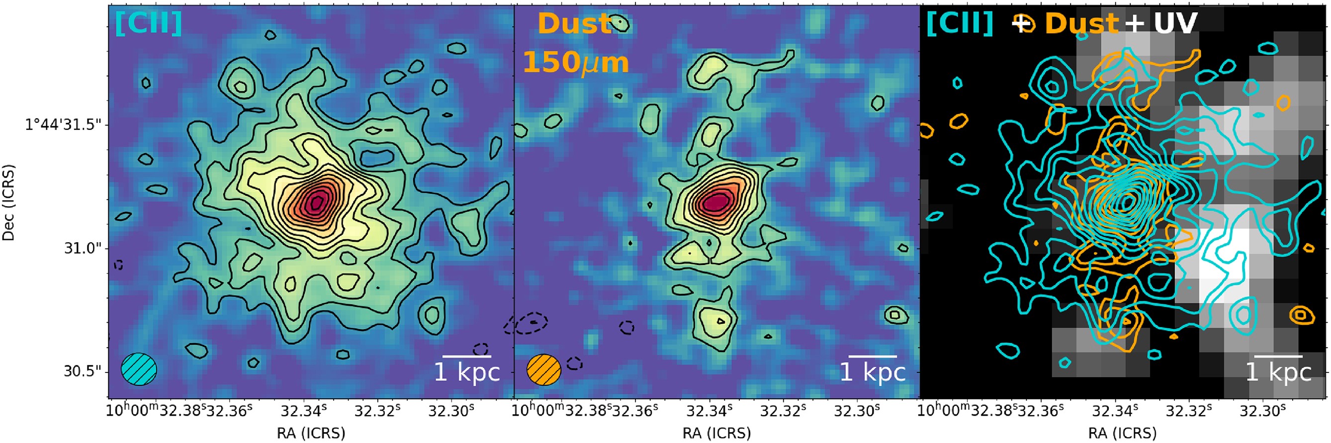REBELS-25: discovery of a dynamically cold disc galaxy at z = 7.31 - ADS