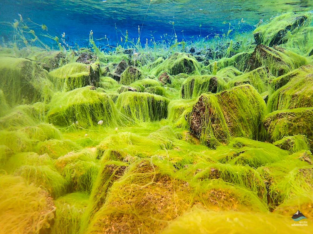 Everything You Need To Know About Snorkeling in Silfra | All About Iceland