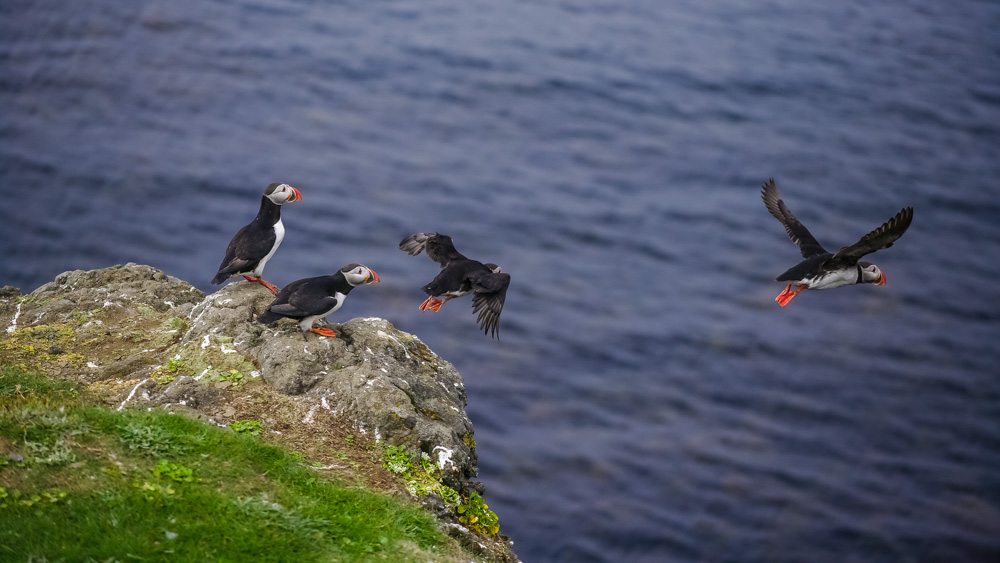 Everything You Need to Know About Puffins in Iceland | All About Iceland