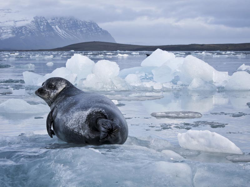Seals in Iceland | All About Iceland