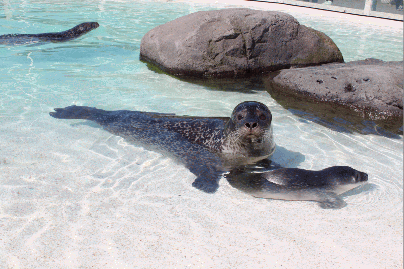 Seals in Iceland | All About Iceland