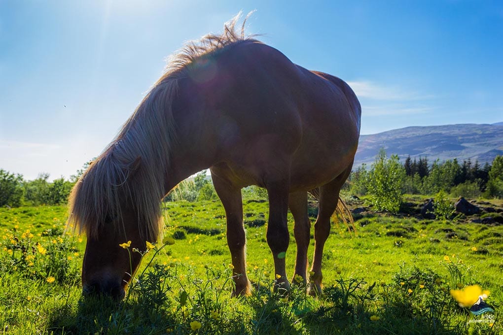 All About the Icelandic Horse | What Makes it Unique?