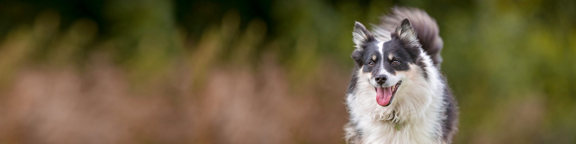 Icelandic Sheepdog | Fun Facts, Pros, Cons & History