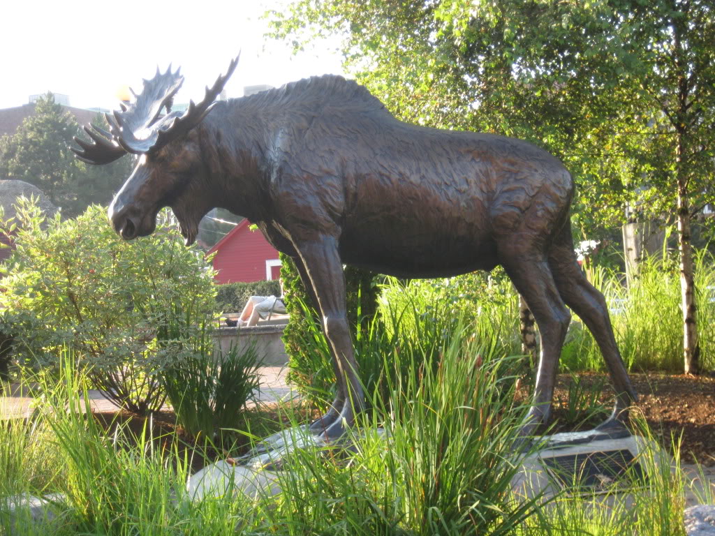 Bull Winkle | Adventure Rider