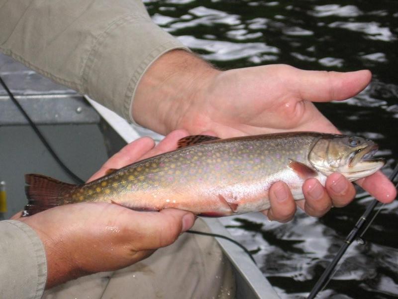 Michigan - Be proud and show it off... | Page 2 | Adventure Rider