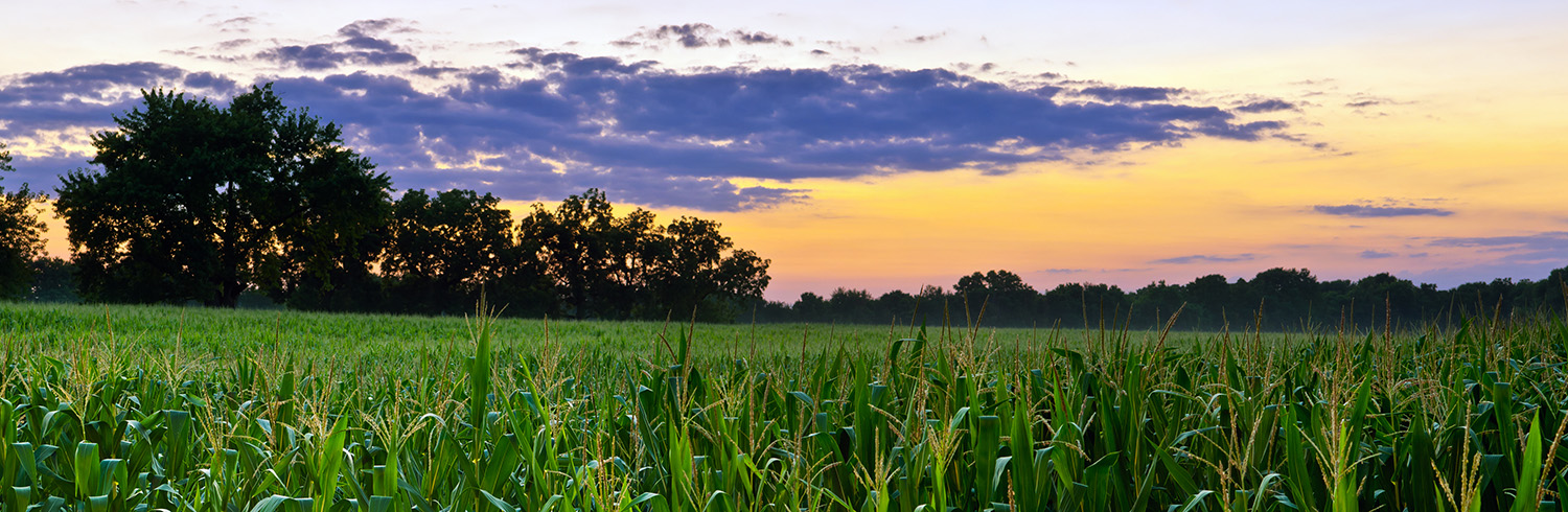 Kentucky corn production up, soybean and tobacco down