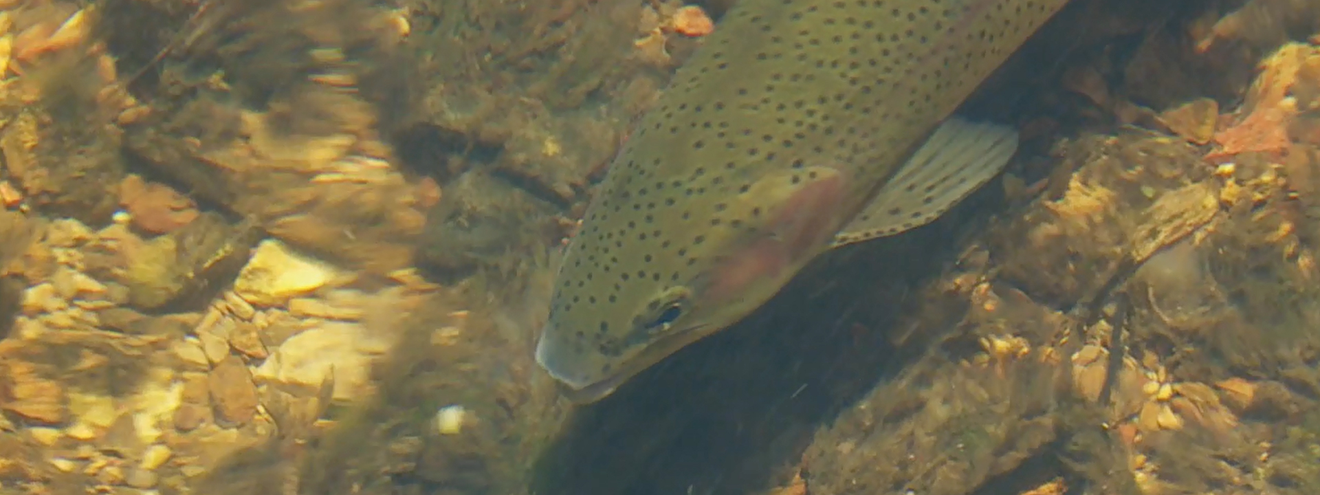 Arkansas Game and Fish Commission