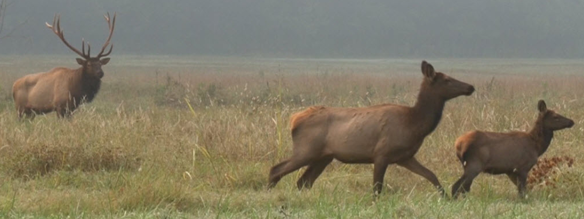Arkansas Game and Fish Commission