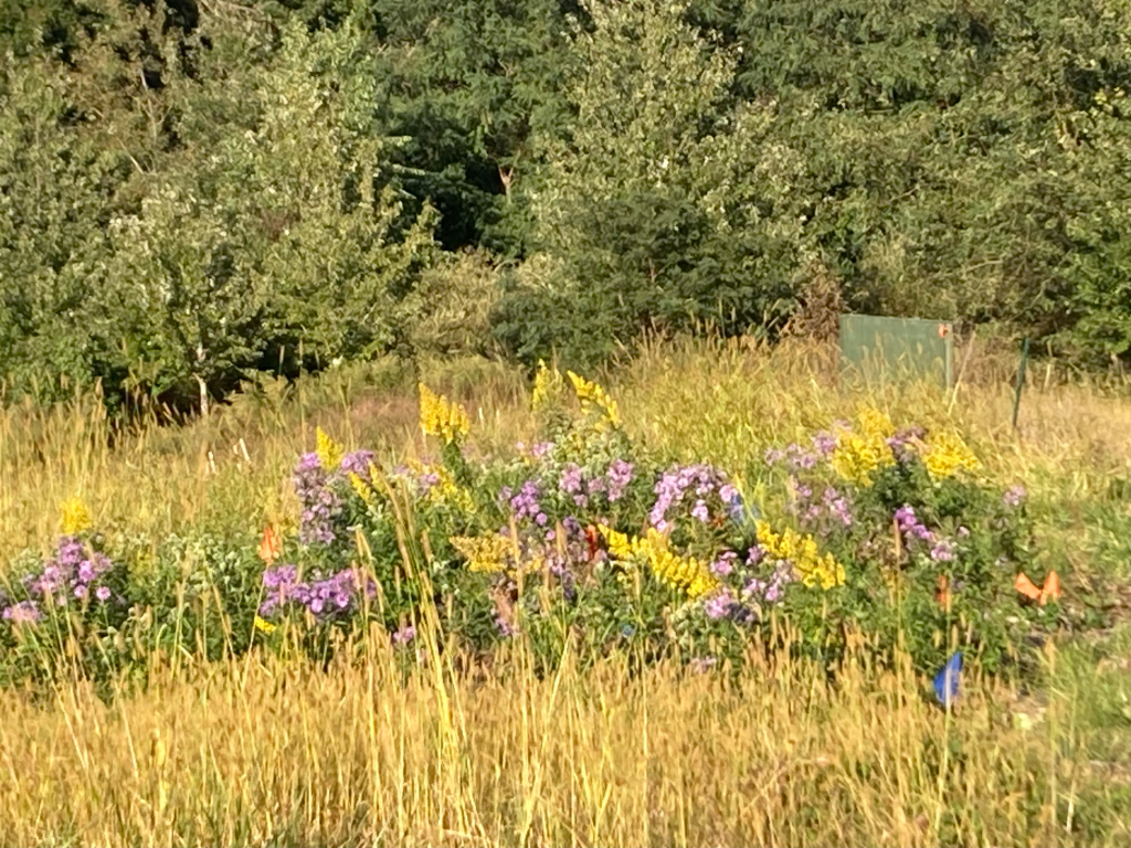 09/18/2024 | Marblehead Conservancy: Wildflower Project at Lead Mills ...