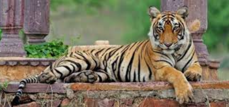 05/09/2022 | Sher Khan In the Super Bowl? Indian Tiger at work and play ...