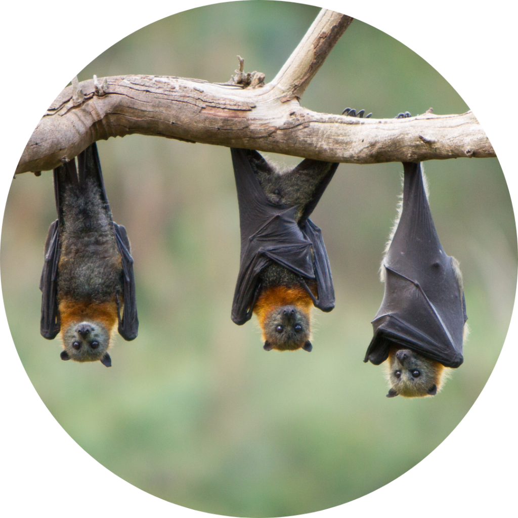 10/17/2024 | All About Bats with MassWildlife | Amesbury Public Library