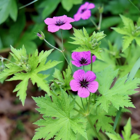 03/13/2025 | The Perfect Perennial: Hardy Geraniums (In-Person ...