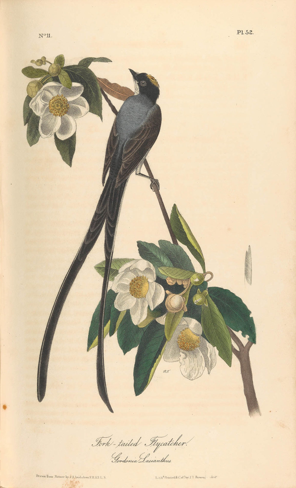 Thursday, June 5, 2025 | John James Audubon and The Birds of America ...