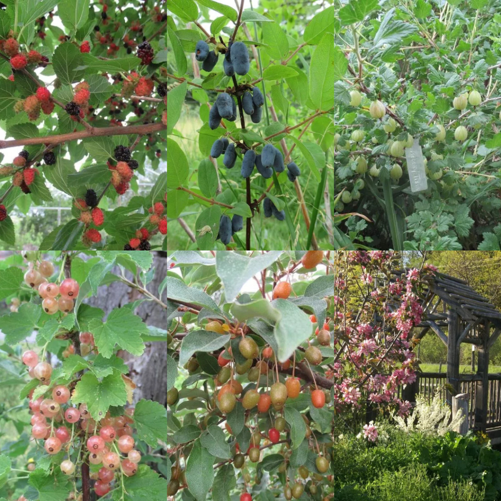 02/13/2025 | Native Perennial Food Plants for Your Edible Landscape ...