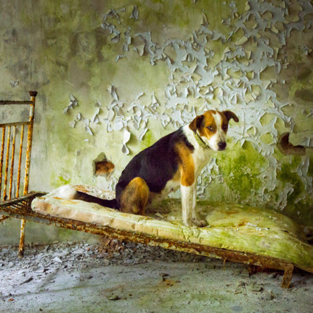 Wednesday, February 19, 2025 | The Dogs of Chernobyl: A Story of Hope ...
