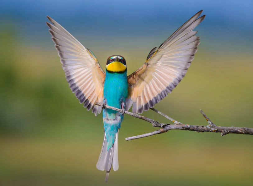 Monday, March 2, 2026 | Virtual - Author Heather Wolf Discusses: Bird ...