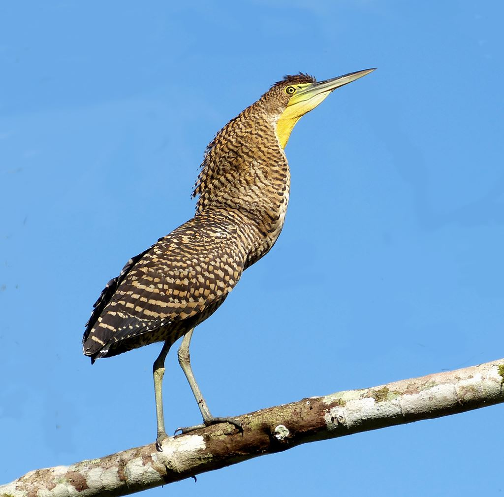 03/13/2025 | Virtual - Bill Gette: Belize - From Orange Walk District ...