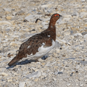 05/08/2025 | Virtual - Bill Gette: Churchill and Southern Manitoba - A ...
