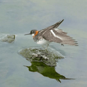 07/17/2025 | Virtual - Bill Gette: Iceland - Exploring the Land of ...