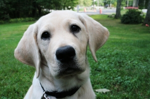 02/22/2023 | What is NEADS? | Bigelow Free Public Library