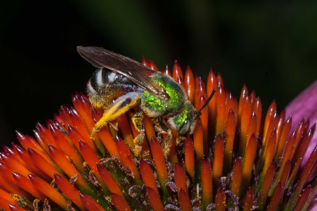 Thursday, May 23, 2024 | Our Essential Pollinators | Burlington Public ...