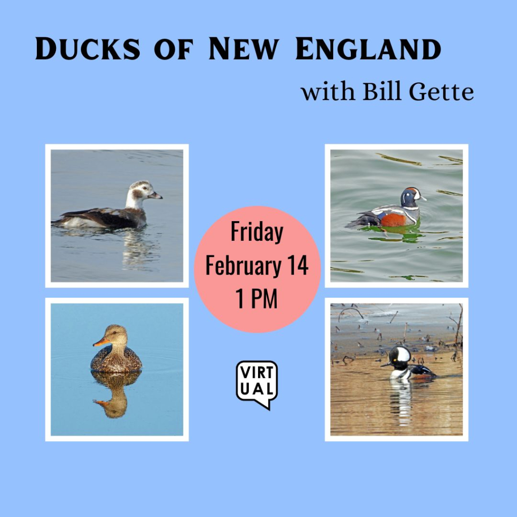 02/14/2025 | VIRTUAL - Ducks of New England | Cary Memorial Library
