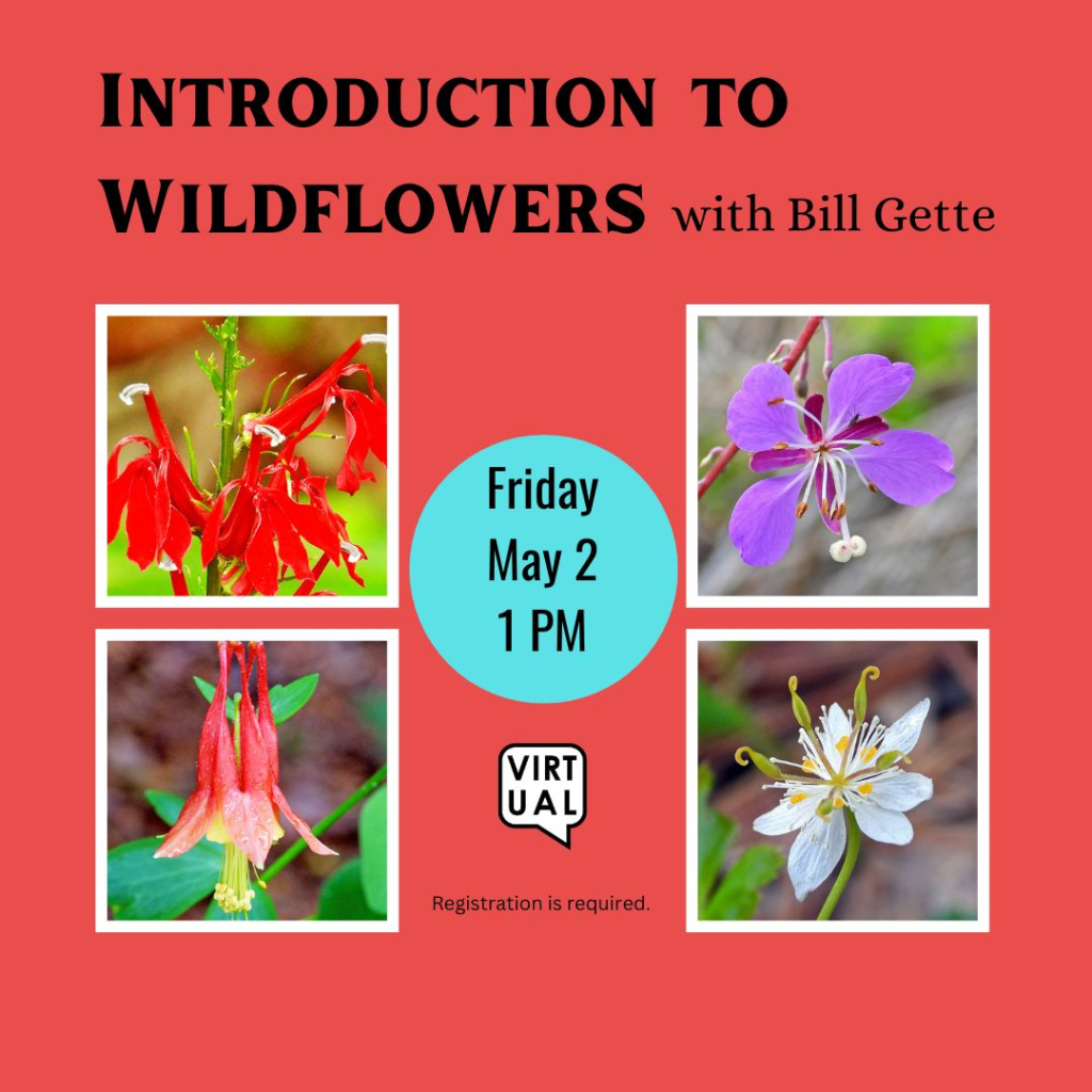 05/02/2025 | VIRTUAL - Introduction to Wildflowers with Bill Gette | Cary Memorial Library