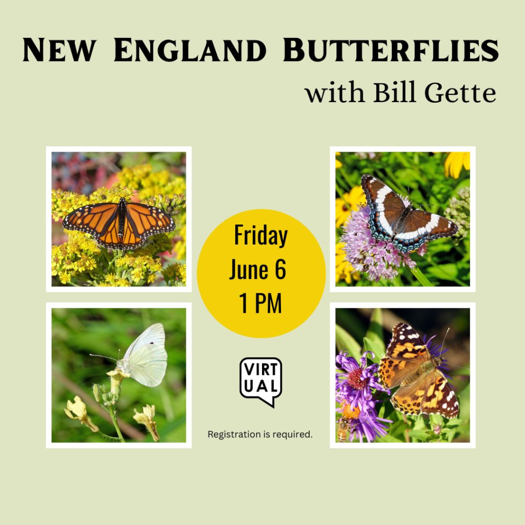 06/06/2025 | VIRTUAL - New England Butterflies with Bill Gette | Cary ...