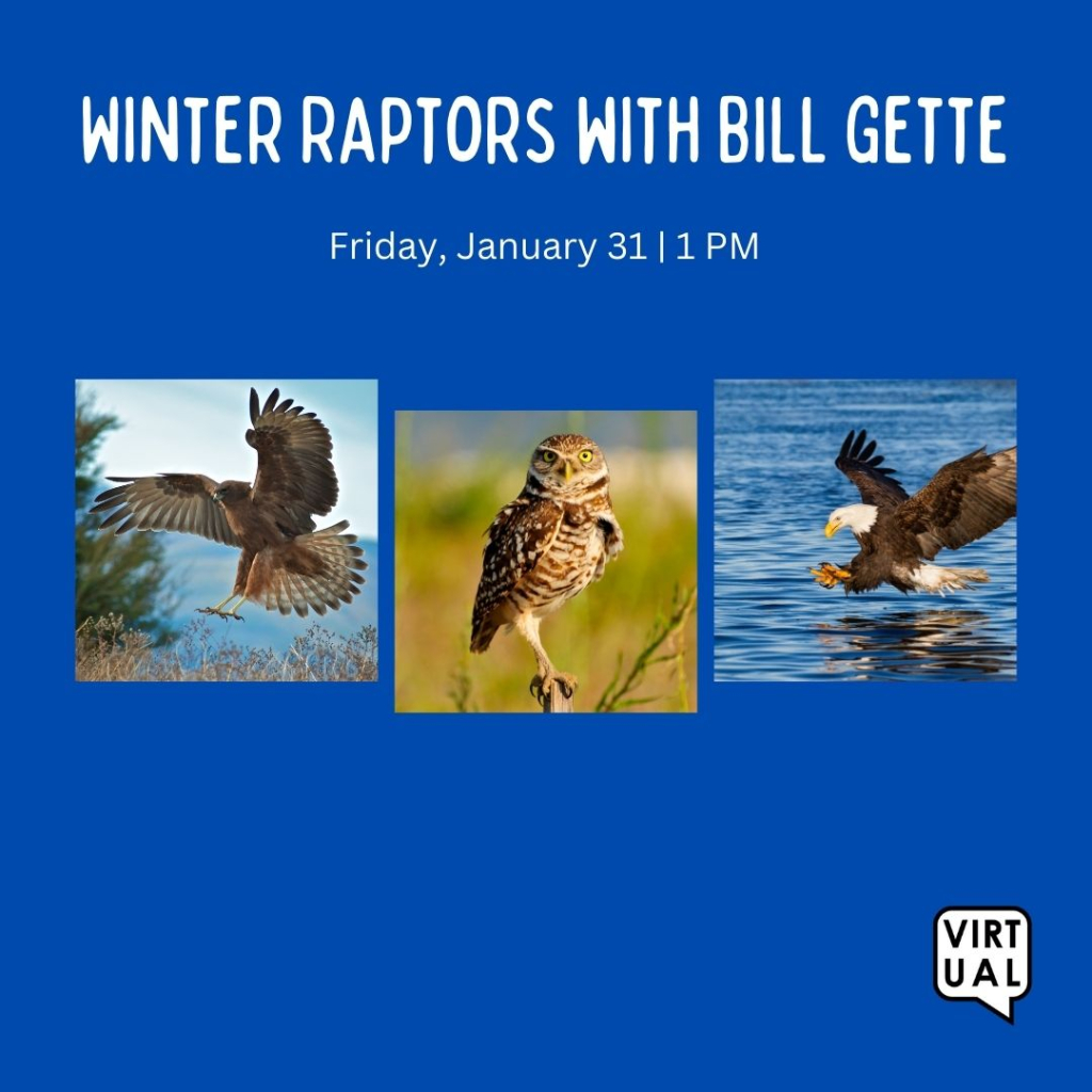 01/31/2025 | VIRTUAL - Winter Raptors - Birds at the Top of the Food ...