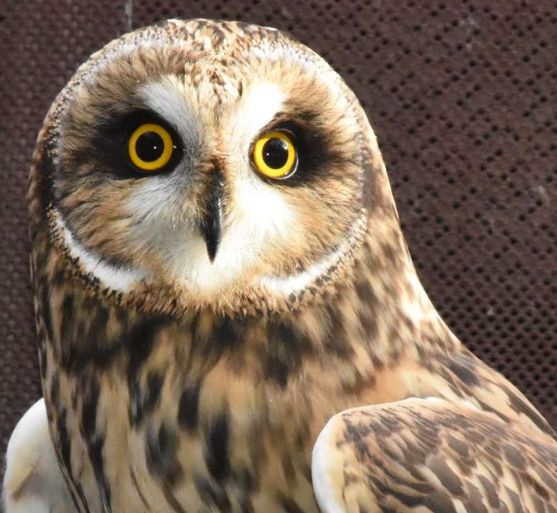 04/01/2025 | Owls - Watchers of the Night | Chester Library