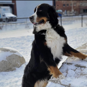 02/05/2024 | Read to a Dog at Fowler | Concord Free Public Library