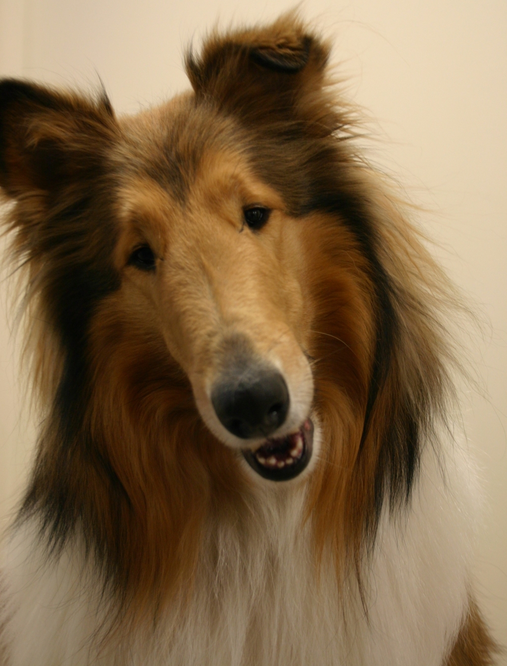 04/15/2023 | Read to Laddie the Collie | Concord Free Public Library