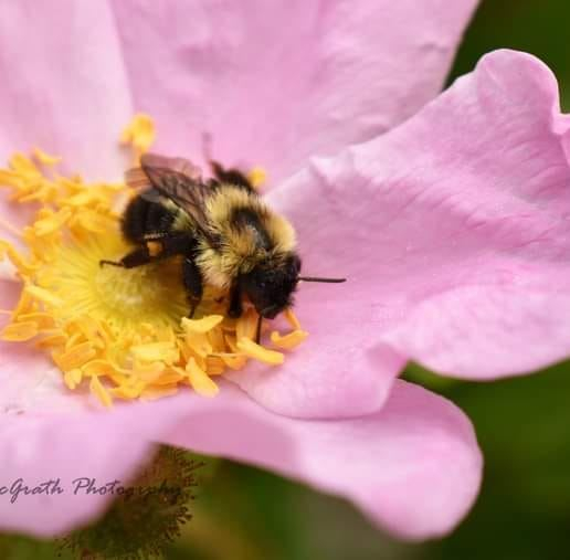 Wednesday, May 22, 2024 | Spring Photography with Steve McGrath | Flint ...