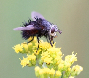11/16/2023 | Meet the Friendly Flies | Gleason Public Library