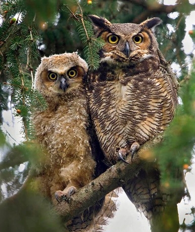 04/22/2021 | Who's Watching You? Owls of the World presented by Eyes on ...