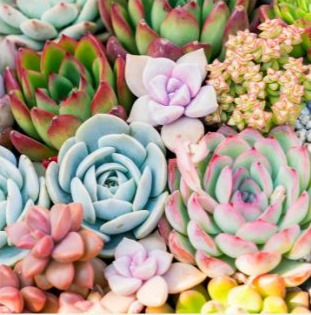05/13/2025 | Make Your Own Succulent Terrarium | Goffstown Public Library