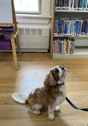 Wednesday, June 24, 2026 | Read to a Dog: Therapy Pup George Library ...