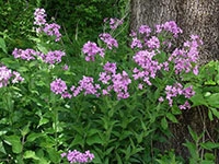 04/14/2025 | Invasive Plants Taking over Your Yard? Learn What to Do ...