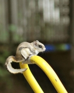 03/20/2024 | Curious Creatures (Ages 4+) | Langley-Adams Library