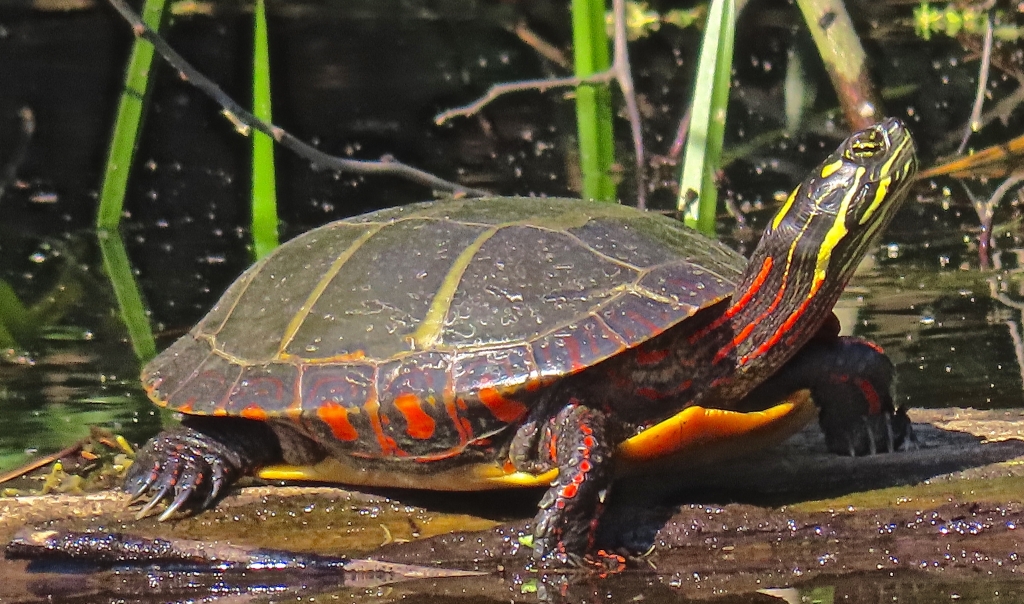 08/09/2022 | Totally Turtles! With Mass. Audubon Wachusett Meadow ...