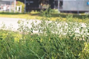 02/08/2024 | Invasive Plants: Presented by Master Gardener Jane Raymond ...