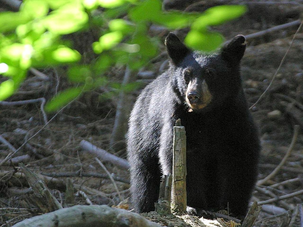 06/28/2021 | Bear Essentials with Sleeping Bear Dune National Lakeshore ...