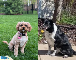 02/26/2025 | Paws for Reading | Lyon Township Public Library